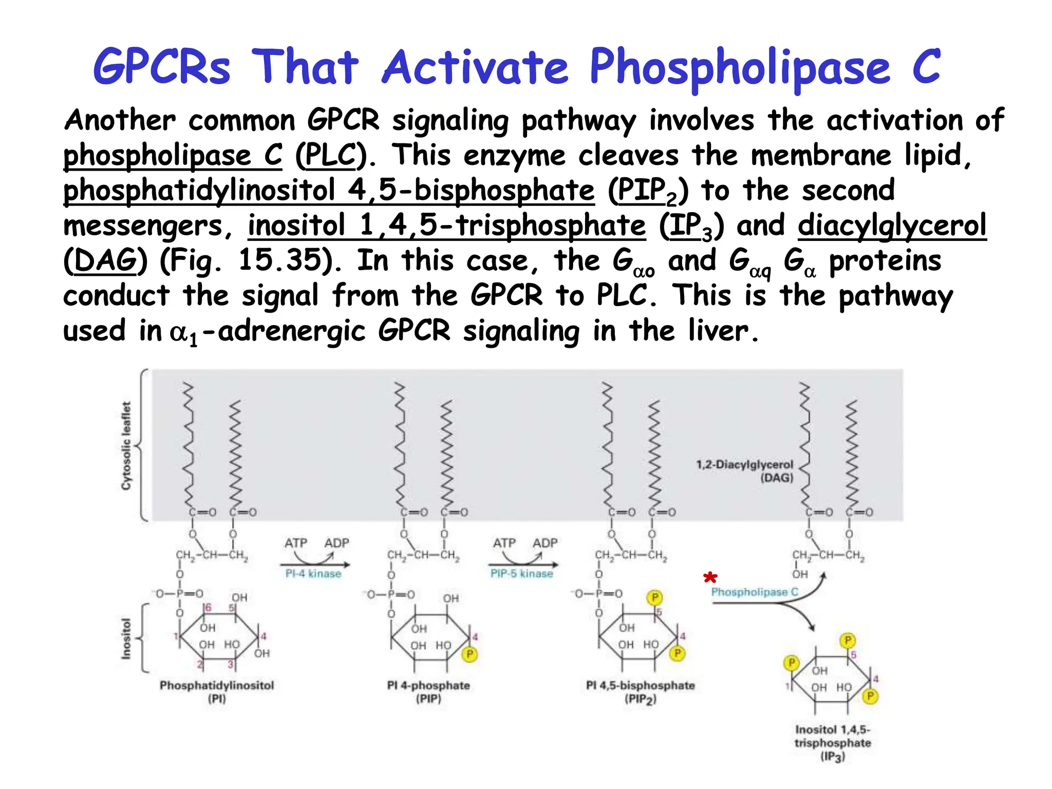 lect- signal transduction and protein coupled receptors | PPT