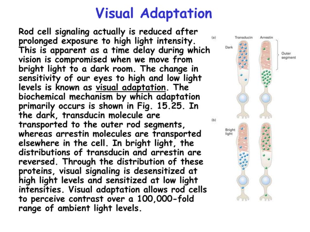 lect- signal transduction and protein coupled receptors | PPT