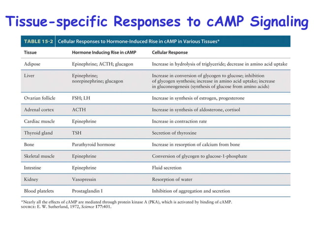 lect- signal transduction and protein coupled receptors | PPT