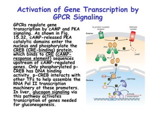 lect- signal transduction and protein coupled receptors | PPT | Biological Sciences | Science