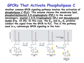 lect- signal transduction and protein coupled receptors | PPT
