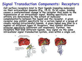 lect- signal transduction and protein coupled receptors | PPT
