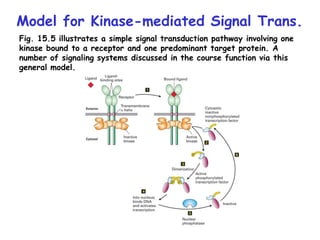 lect- signal transduction and protein coupled receptors | PPT