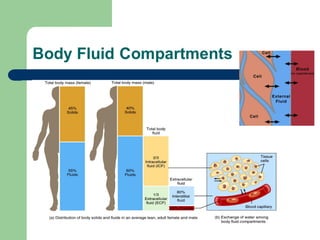 Lect. 4 Body Fluids.pdfBody fluids are c | PPT