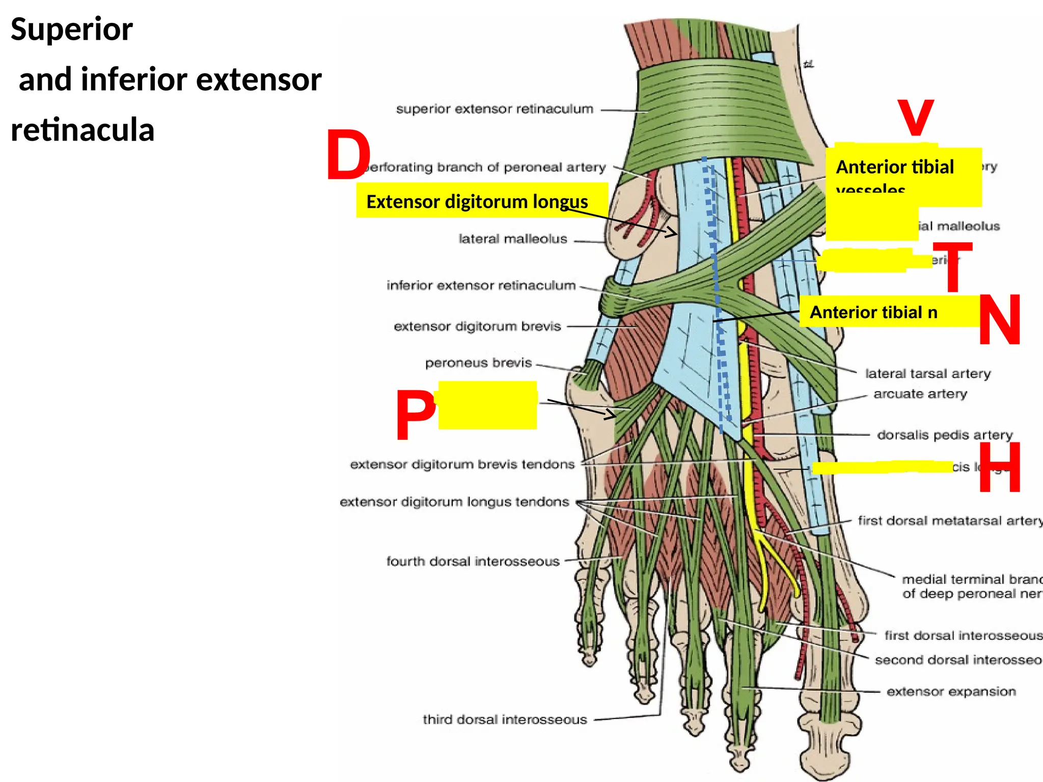 lect. 5- Lateral and Anterior compartments of the leg and foot-1.ppt
