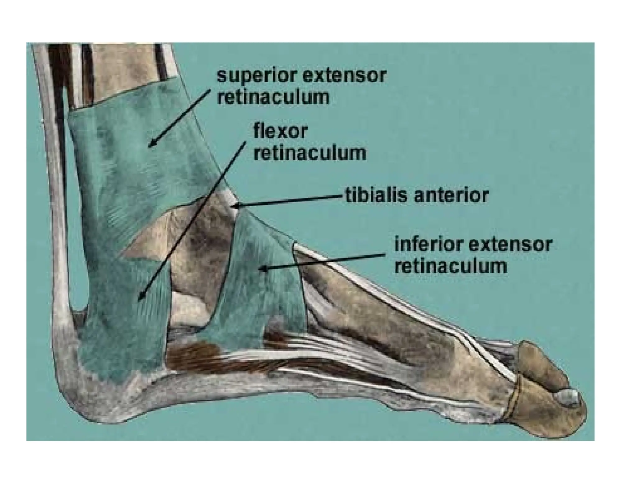 lect. 5- Lateral and Anterior compartments of the leg and foot-1.ppt