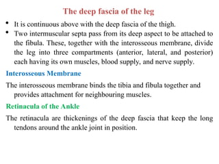 lect. 5- Lateral and Anterior compartments of the leg and foot-1.ppt