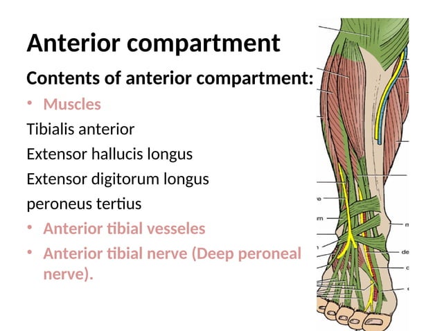 lect. 5- Lateral and Anterior compartments of the leg and foot-1.ppt