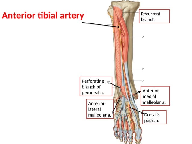 lect. 5- Lateral and Anterior compartments of the leg and foot-1.ppt