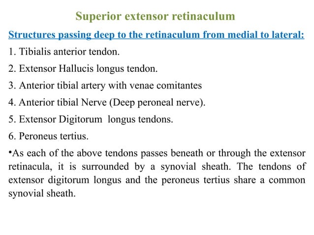 lect. 5- Lateral and Anterior compartments of the leg and foot-1.ppt