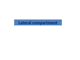 lect. 5- Lateral and Anterior compartments of the leg and foot-1.ppt