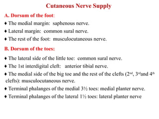 lect. 5- Lateral and Anterior compartments of the leg and foot-1.ppt