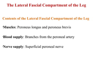 lect. 5- Lateral and Anterior compartments of the leg and foot-1.ppt