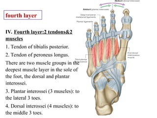lect. 5- Lateral and Anterior compartments of the leg and foot-1.ppt