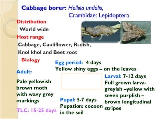 Lect. 3 Pests of crucifers and cucurbited different types of pest like ...