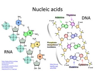 Lect 2 biomolecules-bsc-1010_f13_jc | PPT