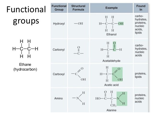Lect 2 biomolecules-bsc-1010_f13_jc