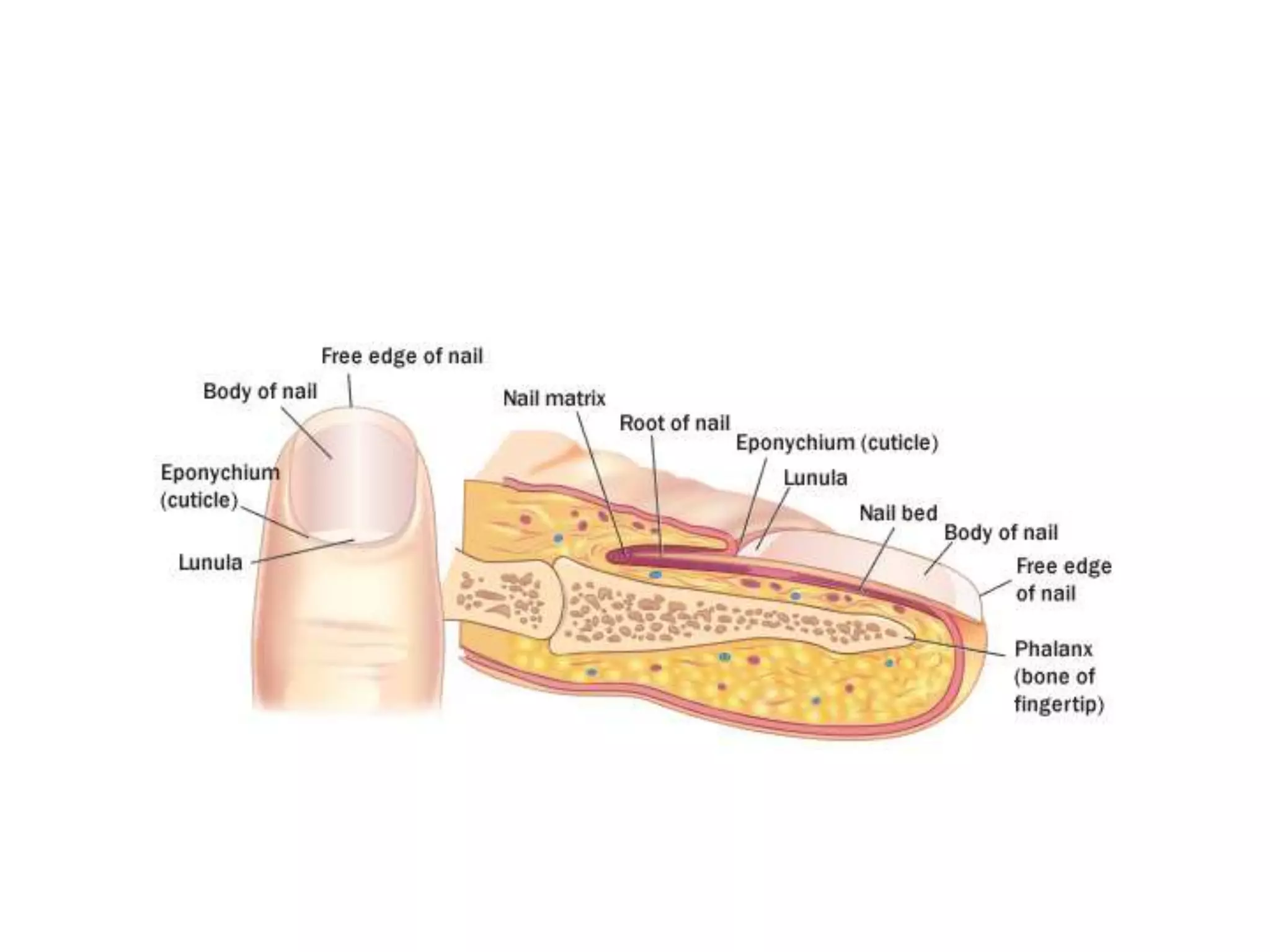 Lect 2 integumentary system | PPTX