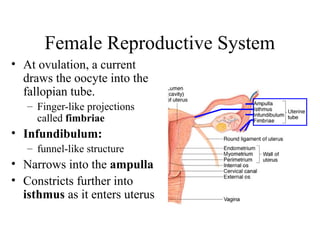female reproductive system | PPT