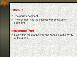 female reproductive system | PPT