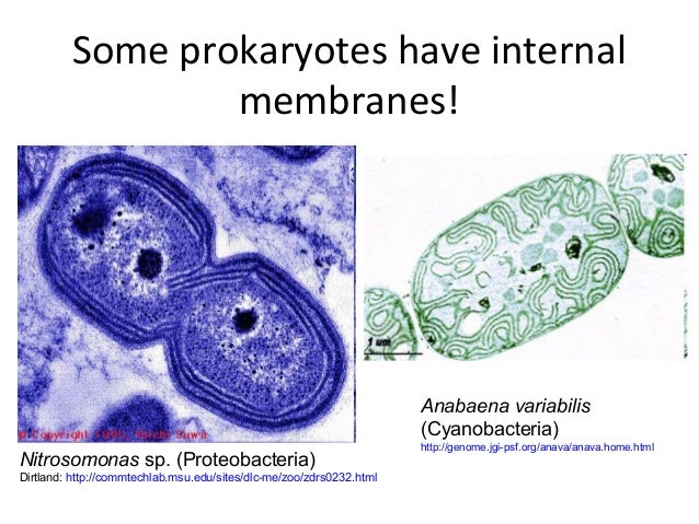 Nitrosomonas Microbewiki