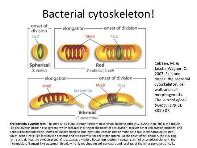Lect 4-&-5 cells-bsc-1010_f13_jc