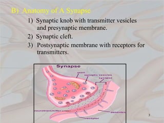 Lect 4-synapse-8- | PPT