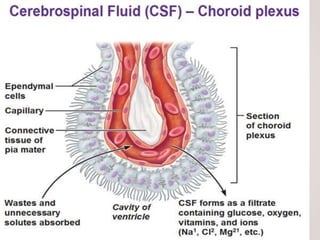 Cerebrospinal fluid ppt | PPT