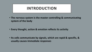 Nerve and muscle.pptx radiology anatomy yes | PPT