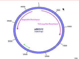 lect-6-types-ofcloning-vectors for research.ppt