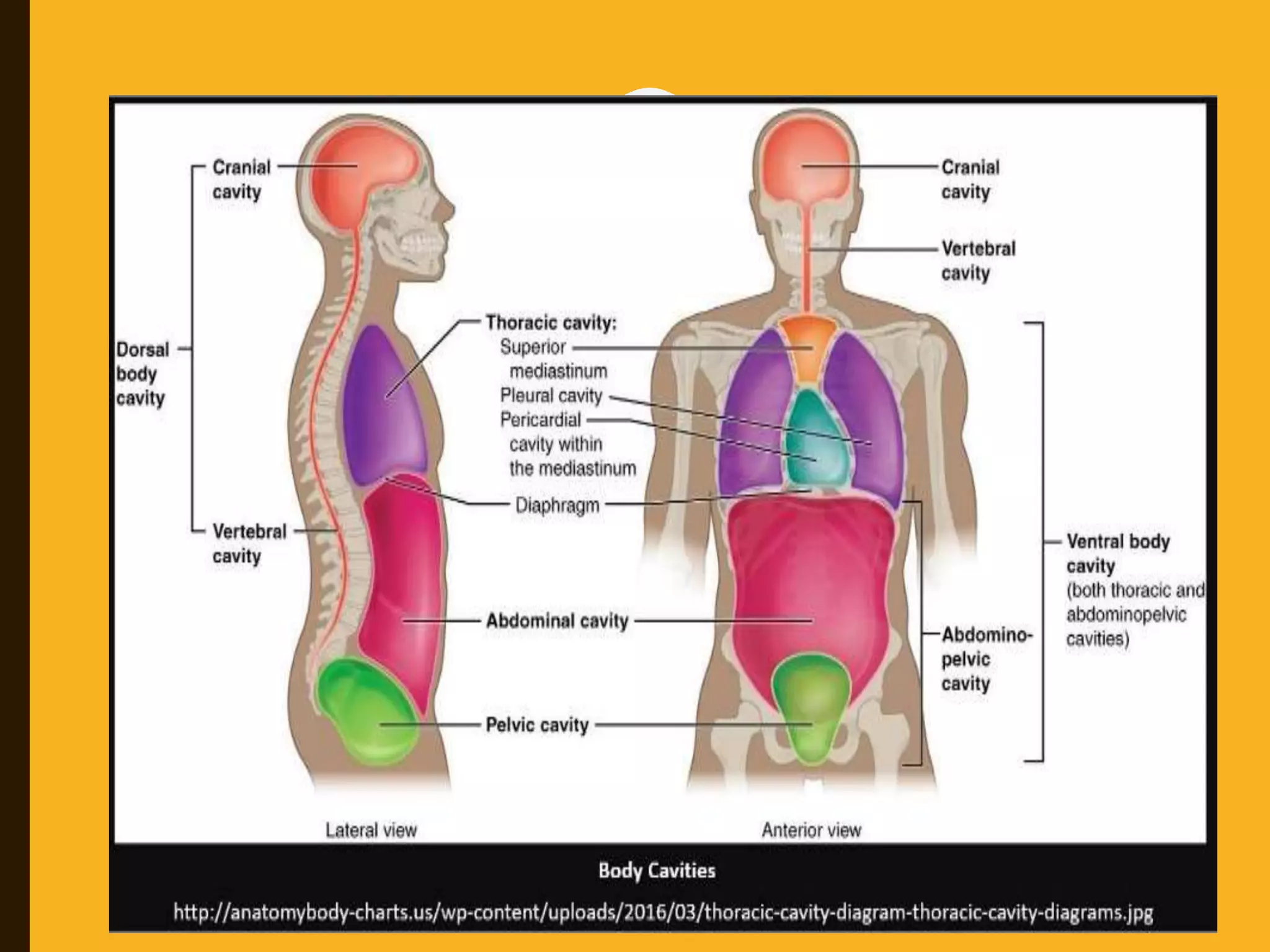 Lect-6Serous body fluid.pptx