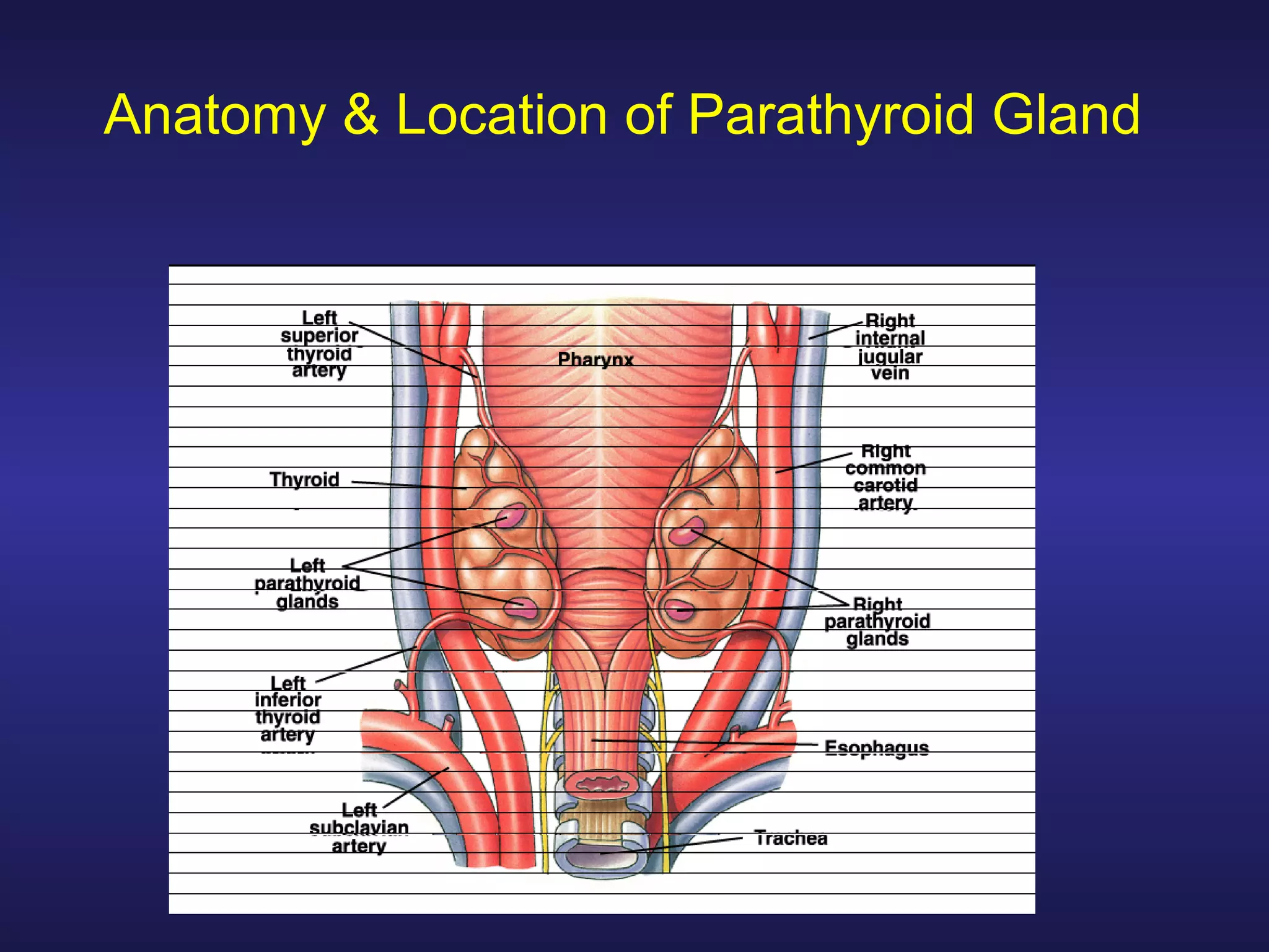 parathyroid disorder | PPT