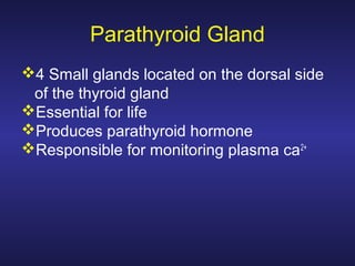 Parathyroid Gland Ppt