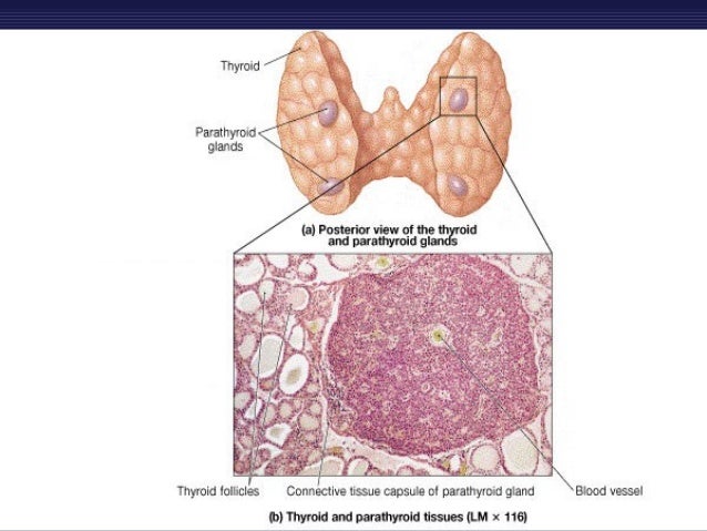 Parathyroid Histology Chief Cells