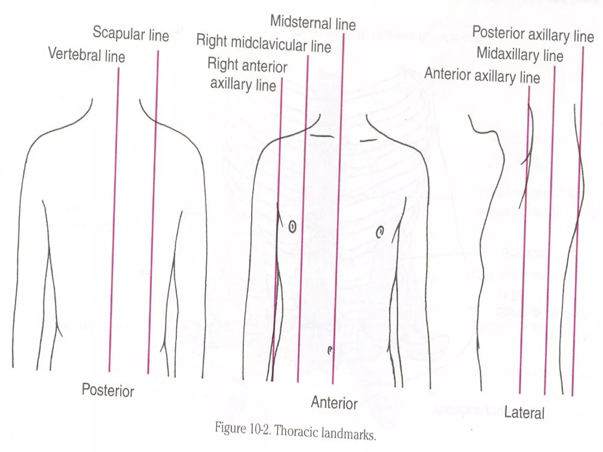 thoracic & lung assessment | PPT