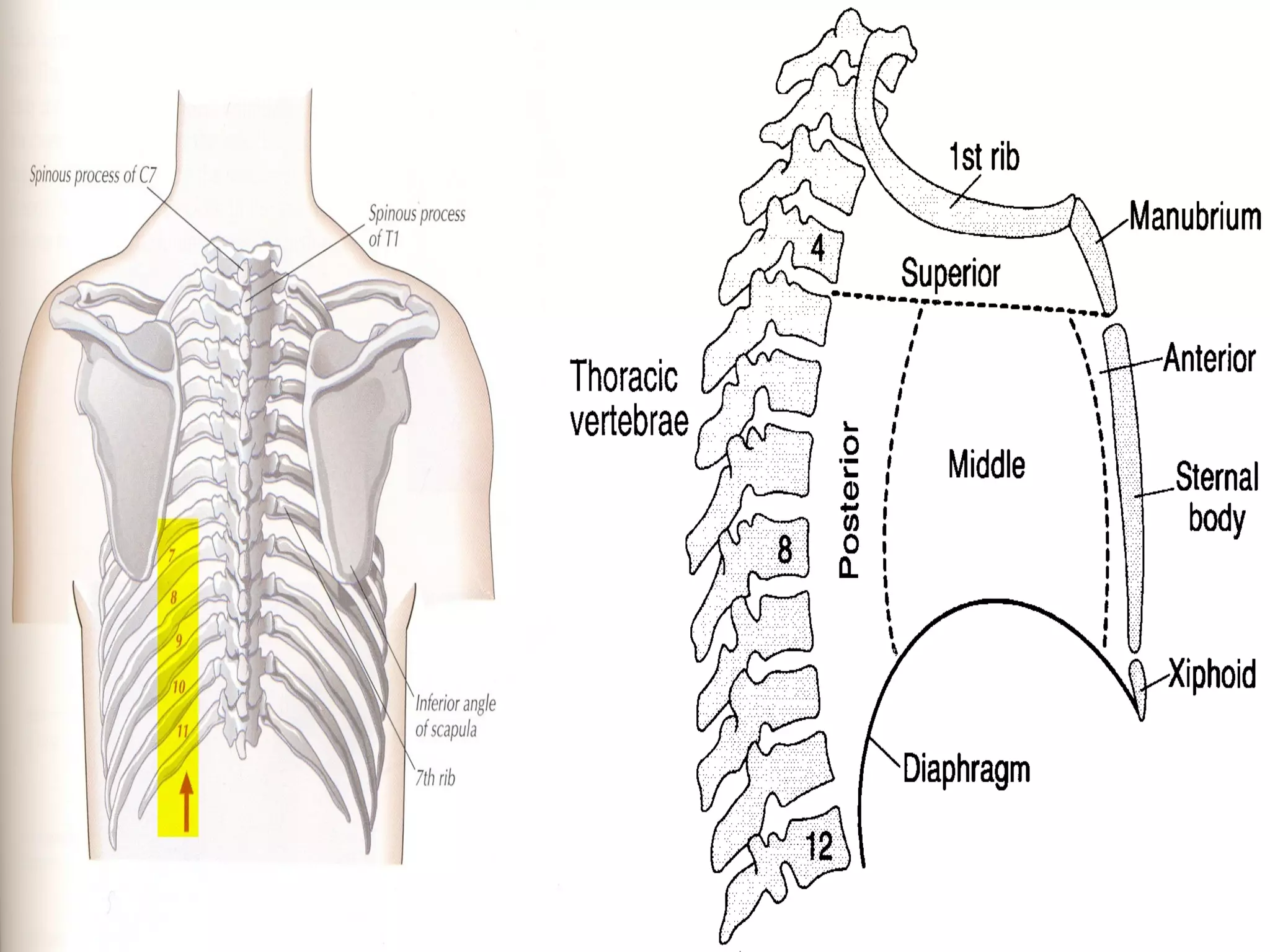 thoracic & lung assessment | PPT