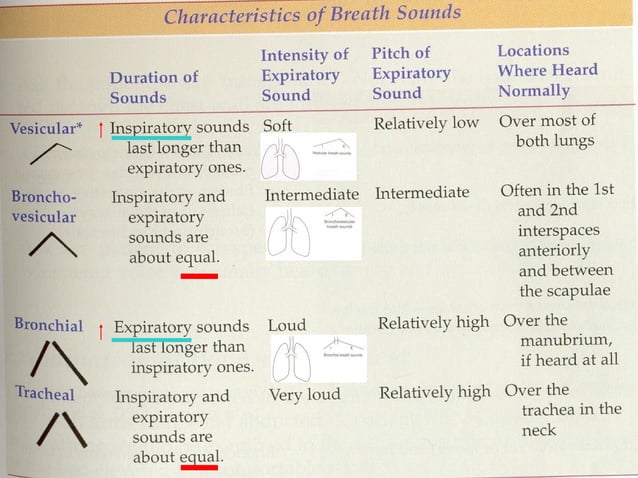 thoracic & lung assessment | PPT | Lung and Respiratory Health ...