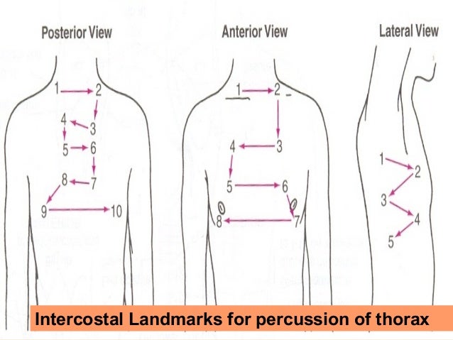 Auscultation lung sounds - heryreader