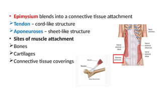 Lect -I - MUSCULAR SYSTEM- Structure and Types.pptx