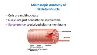 Lect -I - MUSCULAR SYSTEM- Structure and Types.pptx