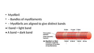Lect -I - MUSCULAR SYSTEM- Structure and Types.pptx