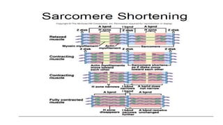 Lect -I - MUSCULAR SYSTEM- Structure and Types.pptx