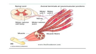 Lect -I - MUSCULAR SYSTEM- Structure and Types.pptx
