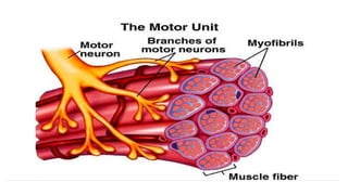Lect -I - MUSCULAR SYSTEM- Structure and Types.pptx