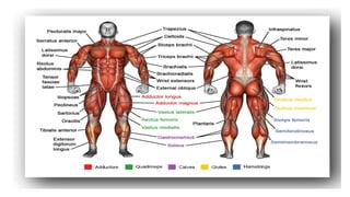 Lect -I - MUSCULAR SYSTEM- Structure and Types.pptx