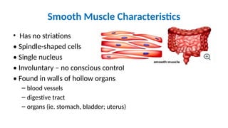 Lect -I - MUSCULAR SYSTEM- Structure and Types.pptx