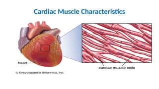 Lect -I - MUSCULAR SYSTEM- Structure and Types.pptx