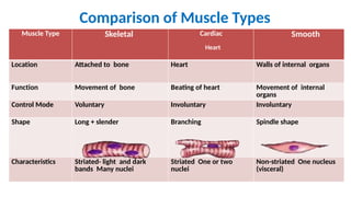 Lect -I - MUSCULAR SYSTEM- Structure and Types.pptx
