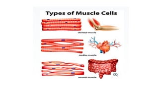 Lect -I - MUSCULAR SYSTEM- Structure and Types.pptx