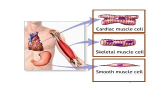 Lect -I - MUSCULAR SYSTEM- Structure and Types.pptx